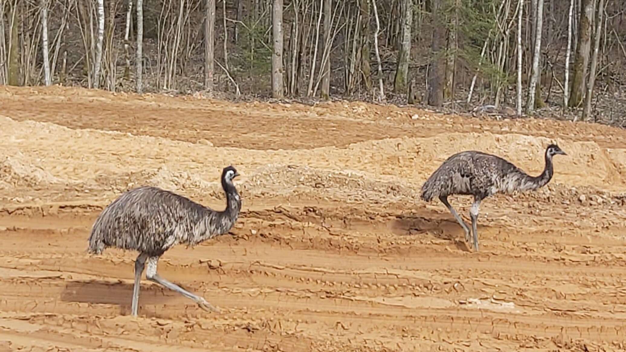 К литовским таможенникам на границе с Беларусью пришли страусы - 08.04. ...