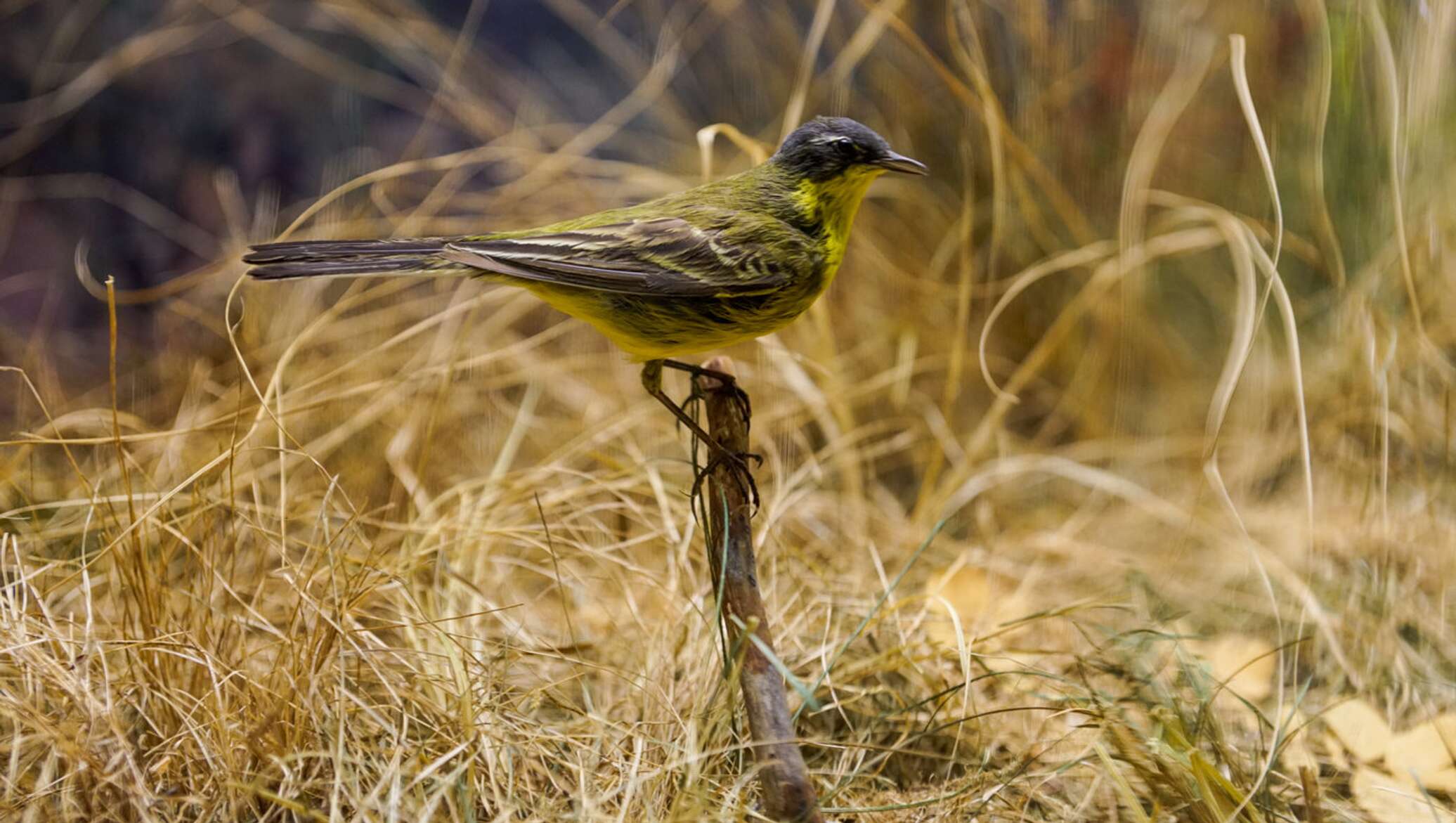 Gājputni no Latvijas ir ļoti populāri Itālijas ziemeļu gardēžu vidū ...
